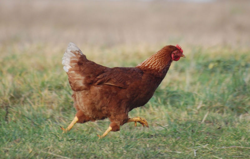 Running with a three-legged chicken – MEZIESBLOG