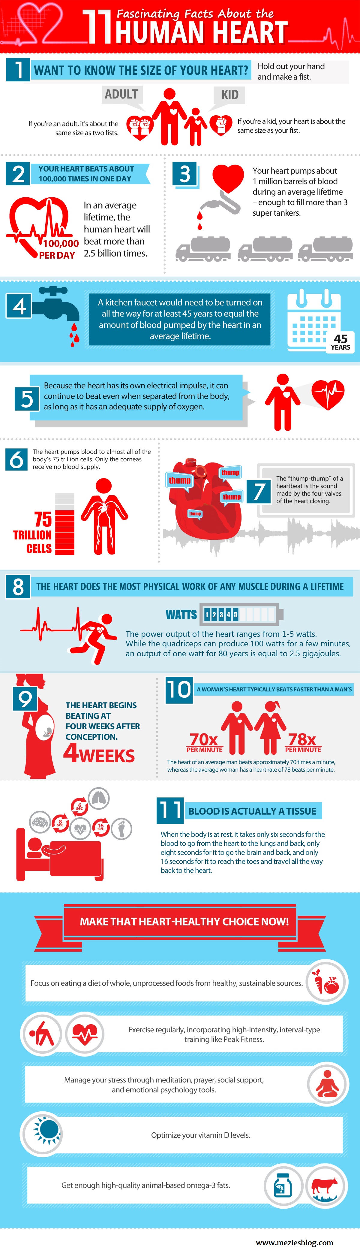 Fascinating facts you should know about the human heart – MEZIESBLOG
