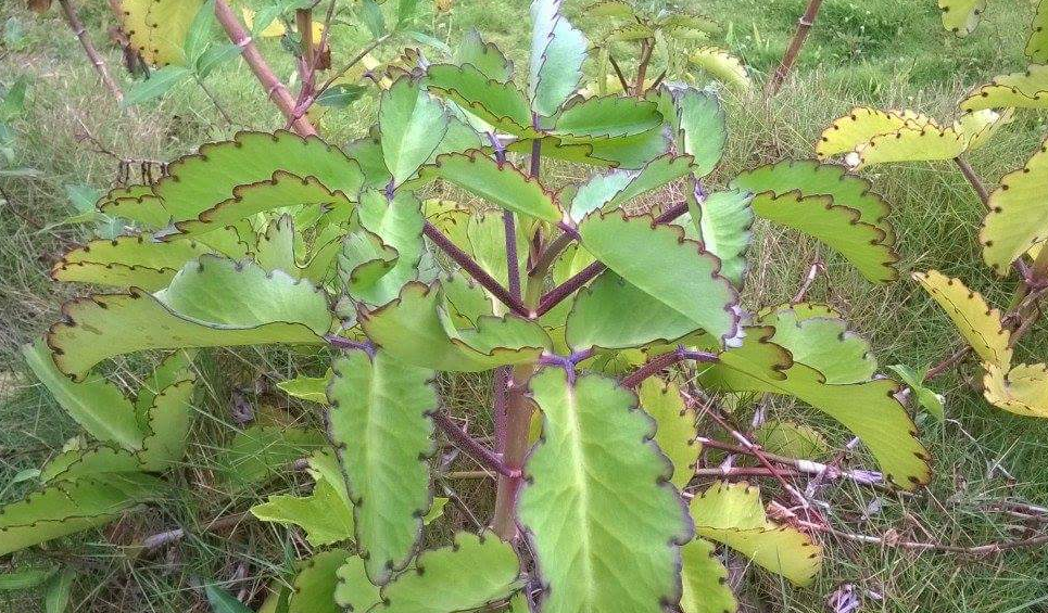 Surprising health benefits of Miracle Leaf – MEZIESBLOG